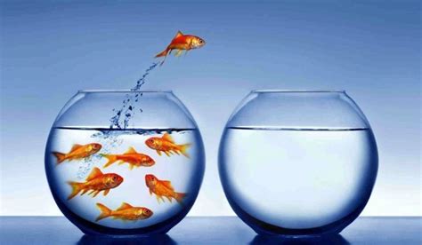 Itil V4 Certification Scheme And Transitioning From Itil V3 Certifications Abhinav Pmp