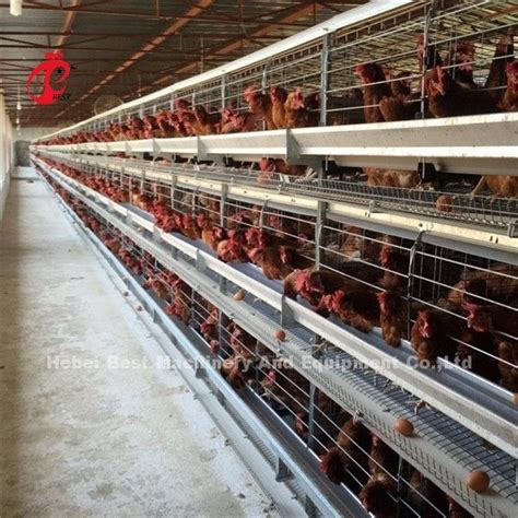 China Nigeria Factory Layer Broiler Poultry Chicken Rearing Cage For