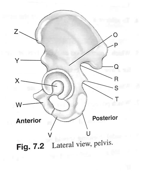 Pelvis Lateral View Diagram Quizlet