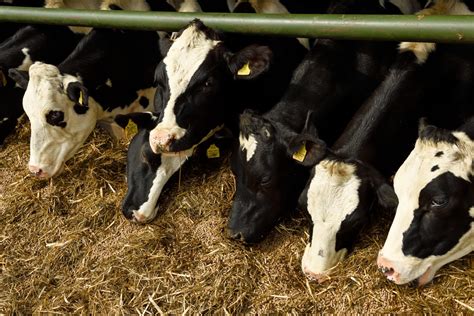 A Look Into Meadow S Sustainable Dairy Farming Naked Foods