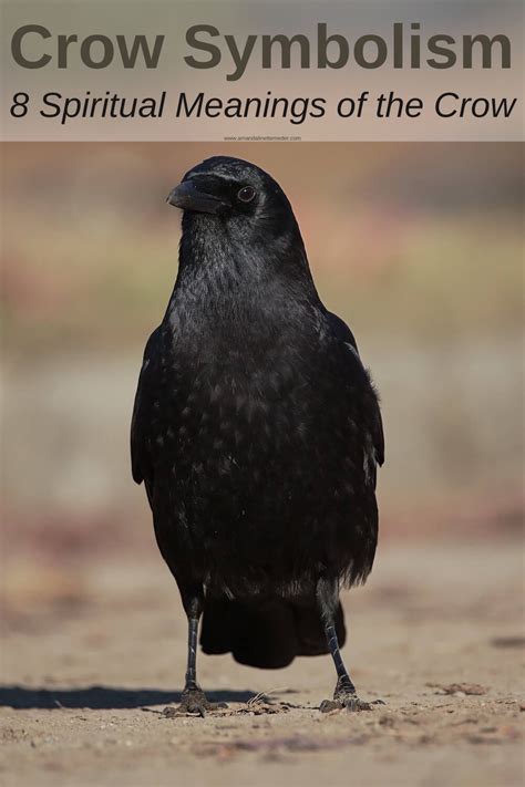 Crow Symbolism 8 Spiritual Meanings Of The Crow Amanda Linette Meder