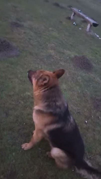 Німецька вівчарка Вірний друг Youtube