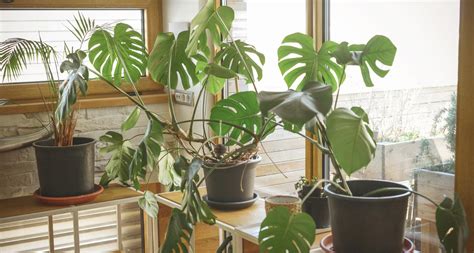 5 Big Leaf Houseplants You Can Use To Make Your Space More Green