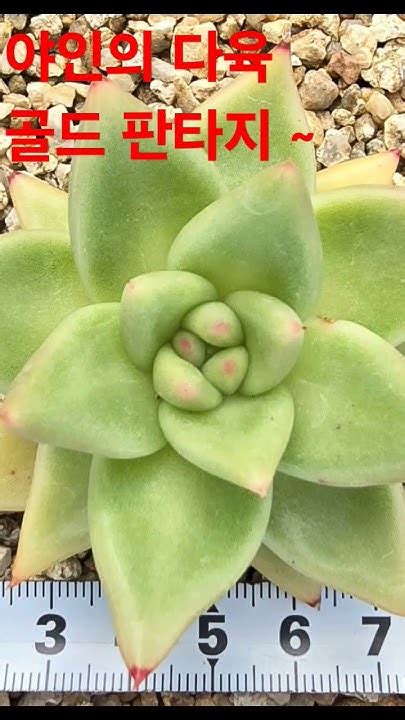 노랑노랑 엄지척 👍 ~ 꿀잠요~ 임영웅 파종이 실생 다육 다유기 다육이 다육식물 반려식물 다육판매 다육이판매 다육이키우기 다육인스타그램 매혹이 청주