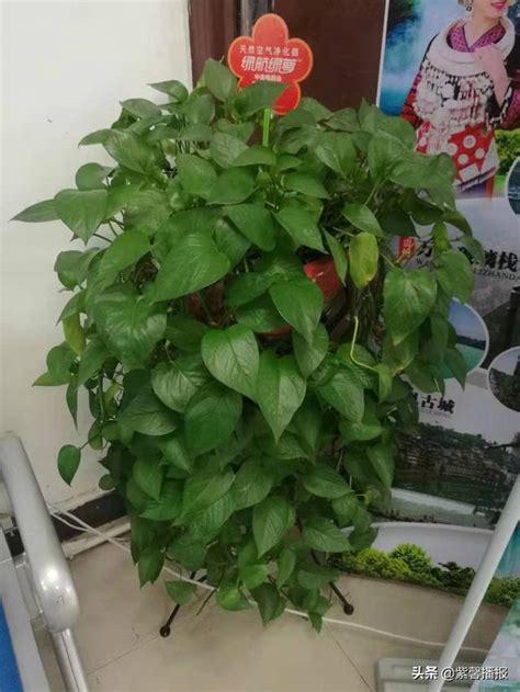 您在為新房子的裝修污染擔心嗎？種植這些綠植，有效防止污染源！ 每日頭條