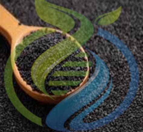 Black Sesame Seed Nursery Plants Health And Beauty Hartbeespoort