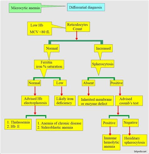 Anemia Classification Diagnosis And Routine Workup