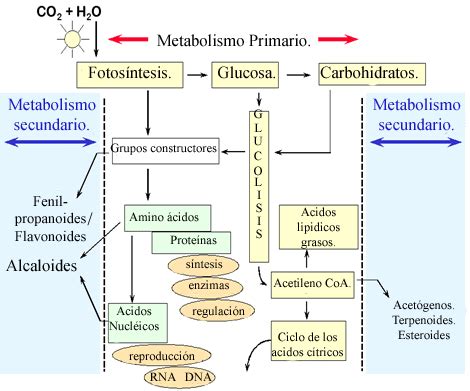 Metabolitos Primarios Y Secundarios Mind Map