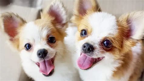 Toate rasele de câini recunoscute la nivel mondial Lista completă Expert Animal