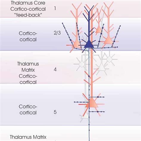 Local Circuit Excitatory Spiny Cell Targets Of Pyramidal And Spiny Download Scientific Diagram