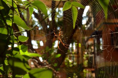 Fotos Gratis Rama Ligero Luz De Sol Hoja Flor Verde Selva
