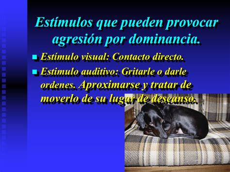Agresión En Perros Clínica Veterinaria Del Bosque