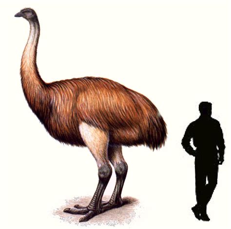 Ave Elefante Wiki Acam Fandom Powered By Wikia