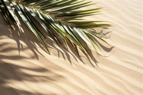 Premium Photo Aesthetic Palm Leaf On Shadow On Sand Background