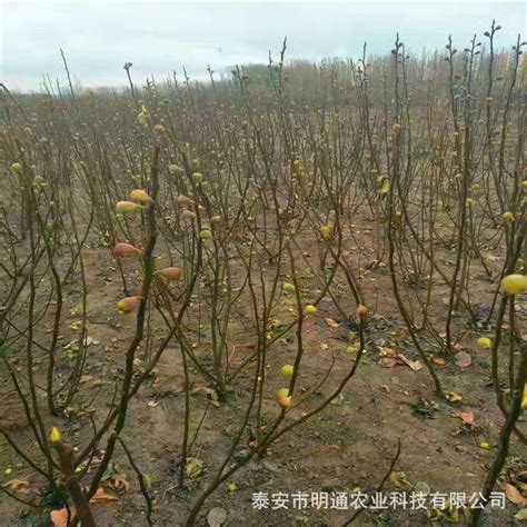 辽宁梨树苗如何选择品种早酥红梨梨树苗基地 全红梨树苗 口感脆甜 阿里巴巴