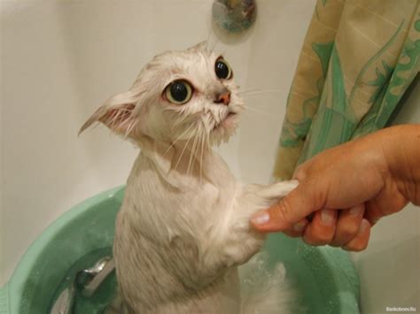 The 26 Funniest Wet Cats Pictures Of All Time