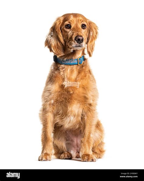 Cockapoo Cut Out Stock Images And Pictures Alamy