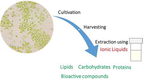 Algae Bioreactor Kit