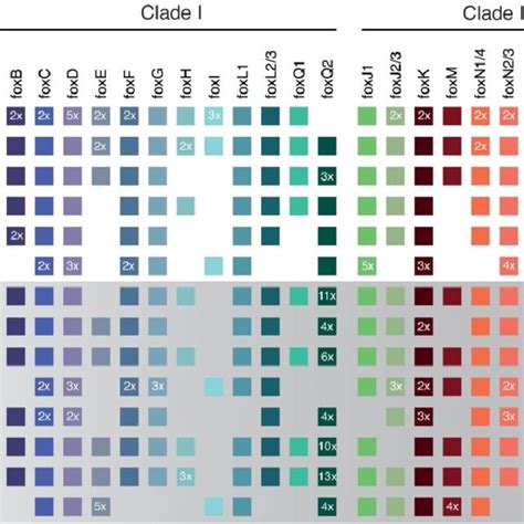 The Fox Gene Complement In O Fusiformis And Selected Metazoan Clades