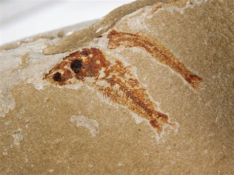 Fossil Squid The Natural Canvas Fossil Squid The Natural Canvas