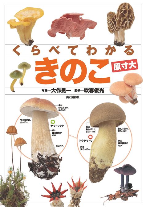 それって食べられる？山に生えるきのこを知って秋の味覚を楽しもう！｜マウンテンシティメディア