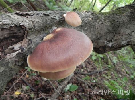 추석 앞두고 벌초 성묘 시에 독버섯 뱀 등 주의