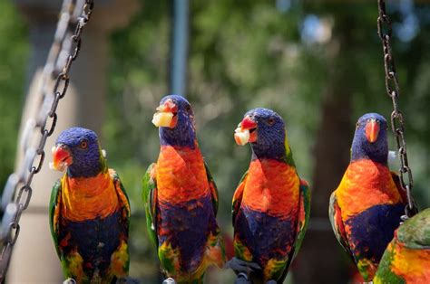 Types Of Australian Parrots