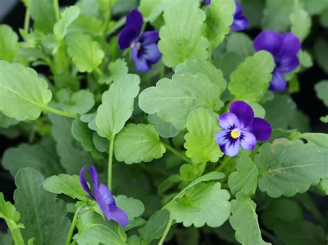 ビオラの花言葉｜花の種類や開花時期、見頃の季節は？ Horti By Greensnap