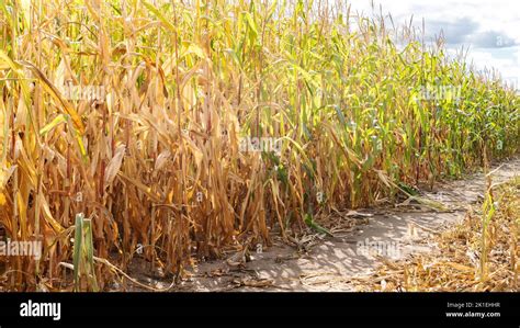 Diseases Of Agricultural Crops Concept Use Of Fungicides And