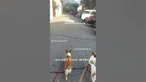코기의 대결 달리기다 엉덩이 자랑중이다 Youtube