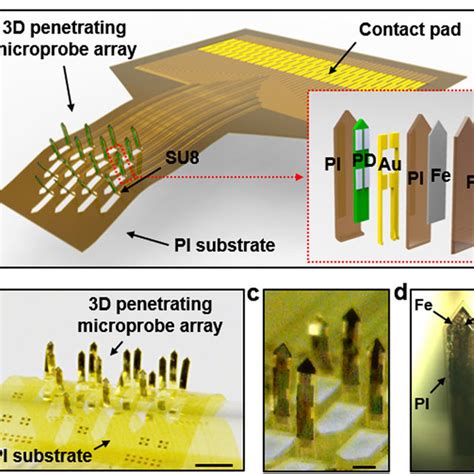 Fabrication Process For The Penetrating Microprobe Array A A Schematic Download Scientific