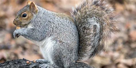 Pet Squirrel Things You Need To Know Before Getting One