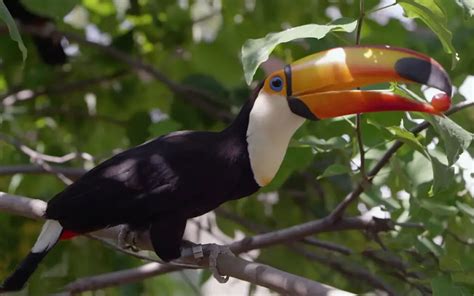 Toucan Vs Parrot Which Feathered Friend Would You Choose As A Beginner