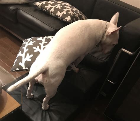 【ピィ子の成長日記】いつの間にかすっかり秋の気配【朝の散歩も楽ちん】 犬を飼うということ