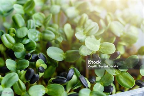 마이크로 그린 단풍 배경 완두콩 잎 린넨 매트에 고품질 유기농 식물 씨앗에서 발아 한 새싹 야채 0명에 대한 스톡 사진 및 기타 이미지 Istock