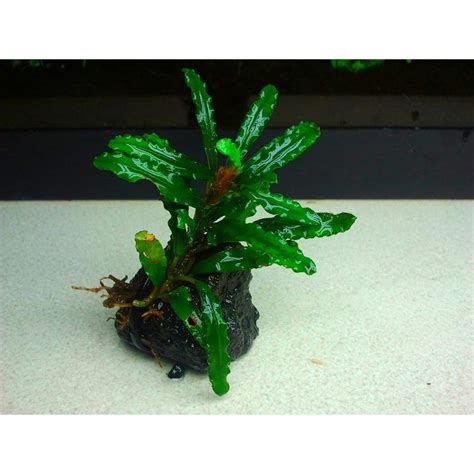 Bucephalandra Green Velvet