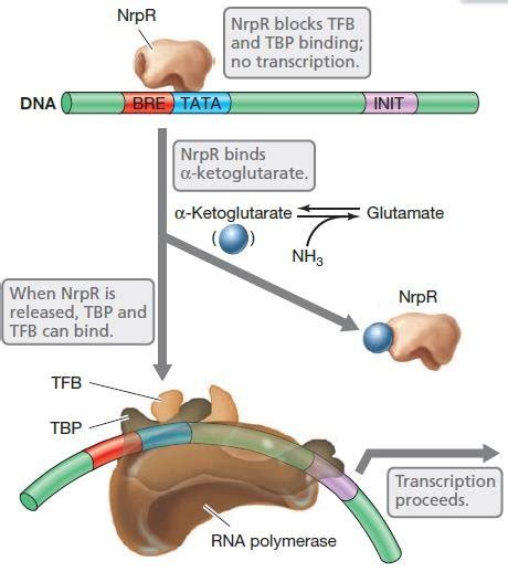 Repression Of Genes For Nitrogen Metabolism In Archaea The Nrpr