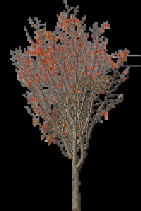 樱树1 23 J 花瓣网