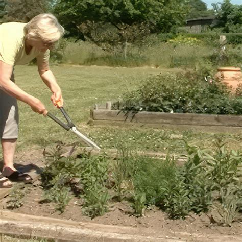 Beskära Och Binda Upp Perenner