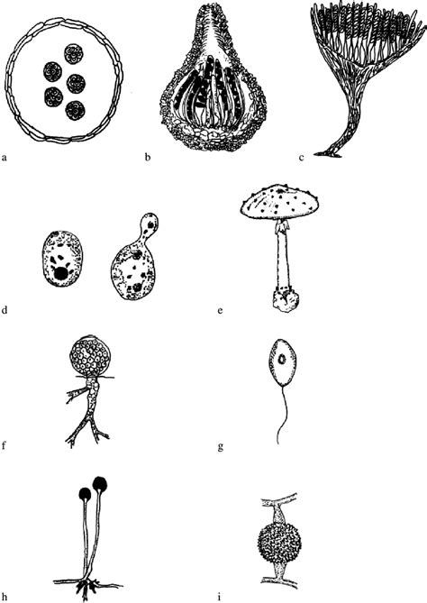 1 Fungi Representing Different Fungal Classes A Cleistothecium