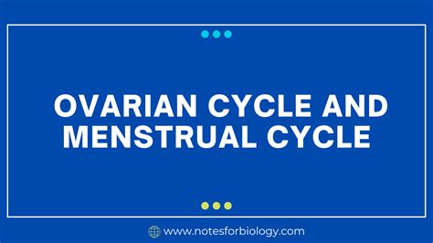Ovarian Cycle And Menstrual Cycle Best Biology Notes