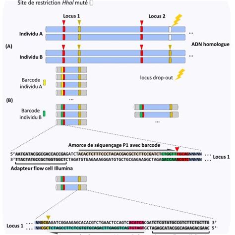 Pros Cons And Applications Of Rad Seq And Sequence Capture Datasets Download Table