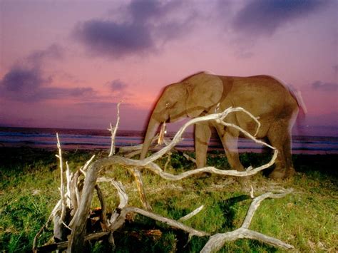 Elephant Pictures National Geographic National Geographic