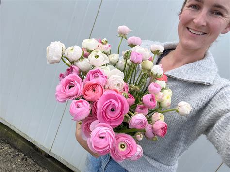 Ranunculus Corm Specialty Cut Flower Varieties The Rural Florist