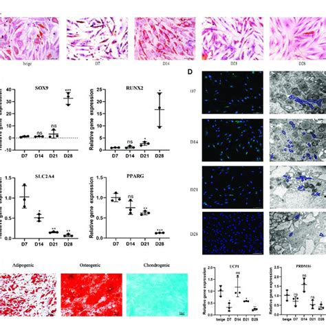 White Adipocytes Grown In Ceiling Culture Display Characteristics Of