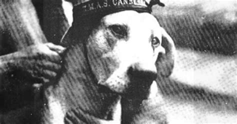 Just Nuisance Y Su Enorme Historia De Apoyo Moral A La Marina Real De Reino Unido Infobae