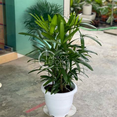 Tkl Big Size Rhapis Excelsa Broadleaf Lady Palm 60 70cm 大型棕竹 60 70cm