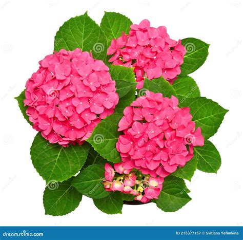 Pink Flower Hydrangea Macrophylla Stock Image Image Of Background