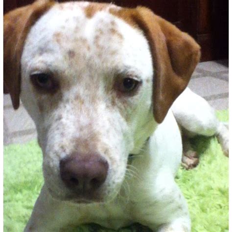Lemon Shorthaired Pointer