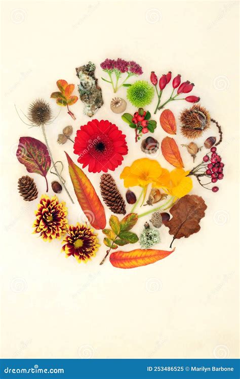 Circular Objects In Nature